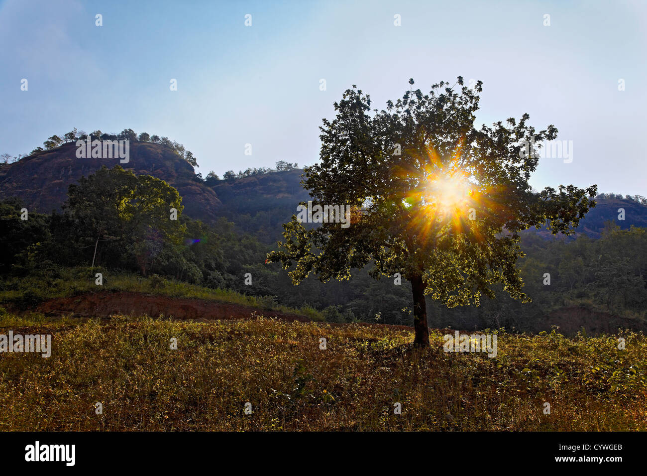 Sunset Karjat Hills sending a beam through an isolated Mahwa tree in ...
