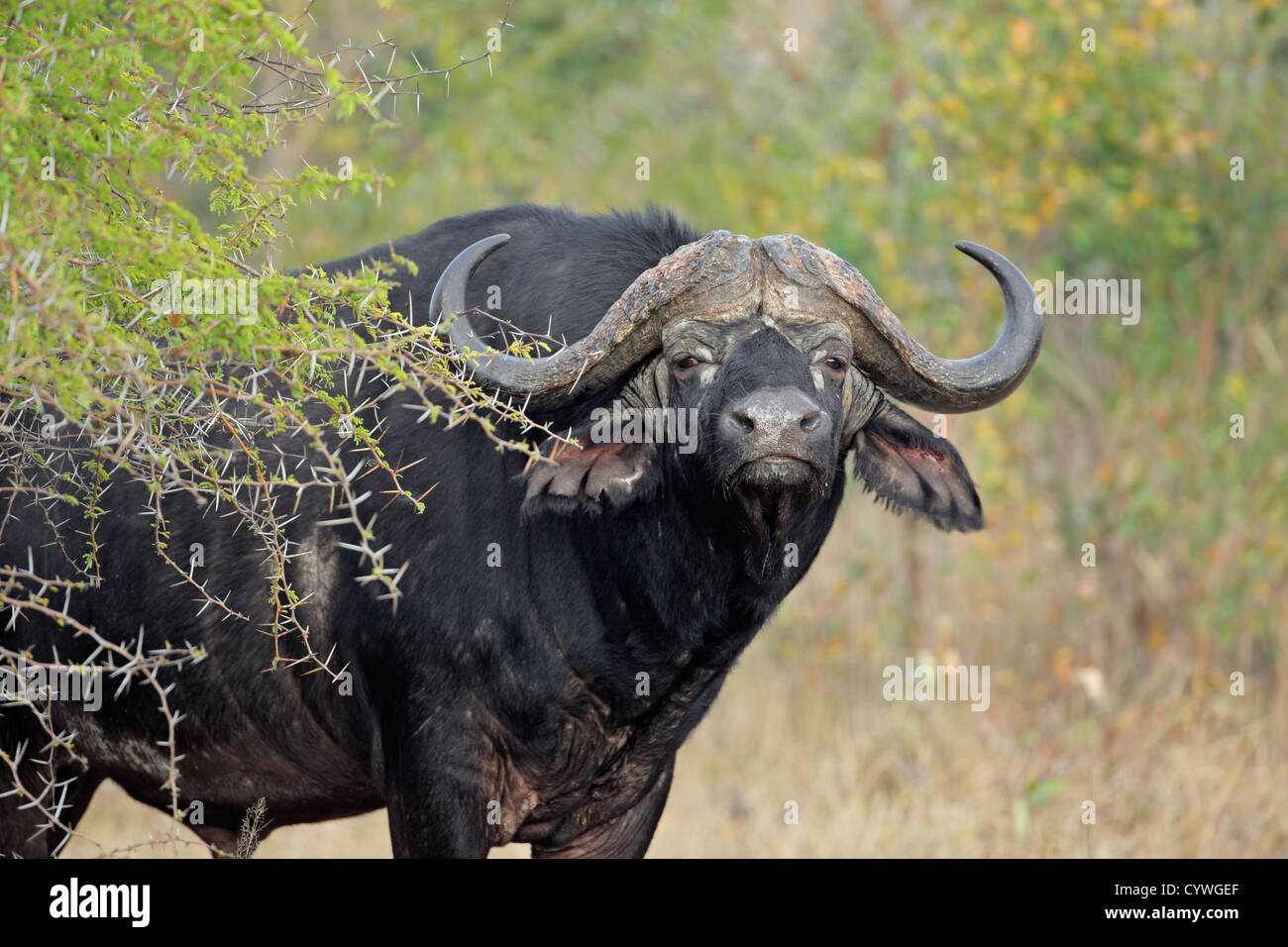 Cape buffalo african buffalo hi-res stock photography and images - Alamy