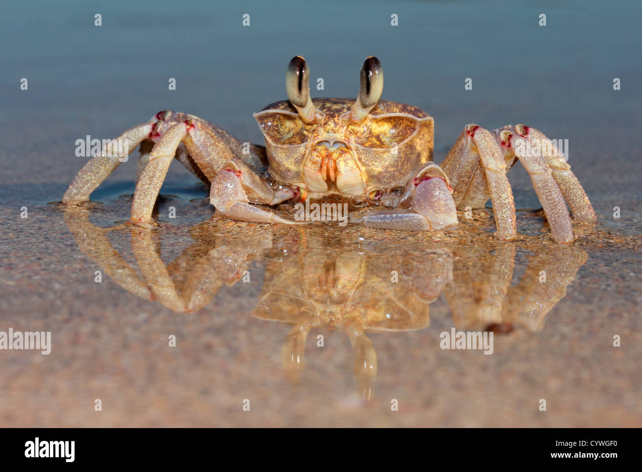 Alert ghost crab (Ocypode ryderi) on the beach, South Africa Stock ...