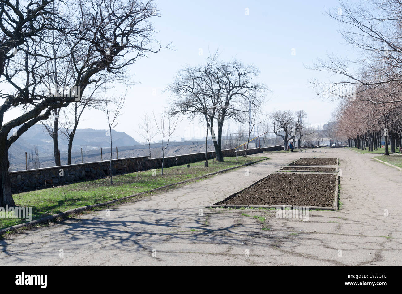 Boulevard tree hi-res stock photography and images - Alamy
