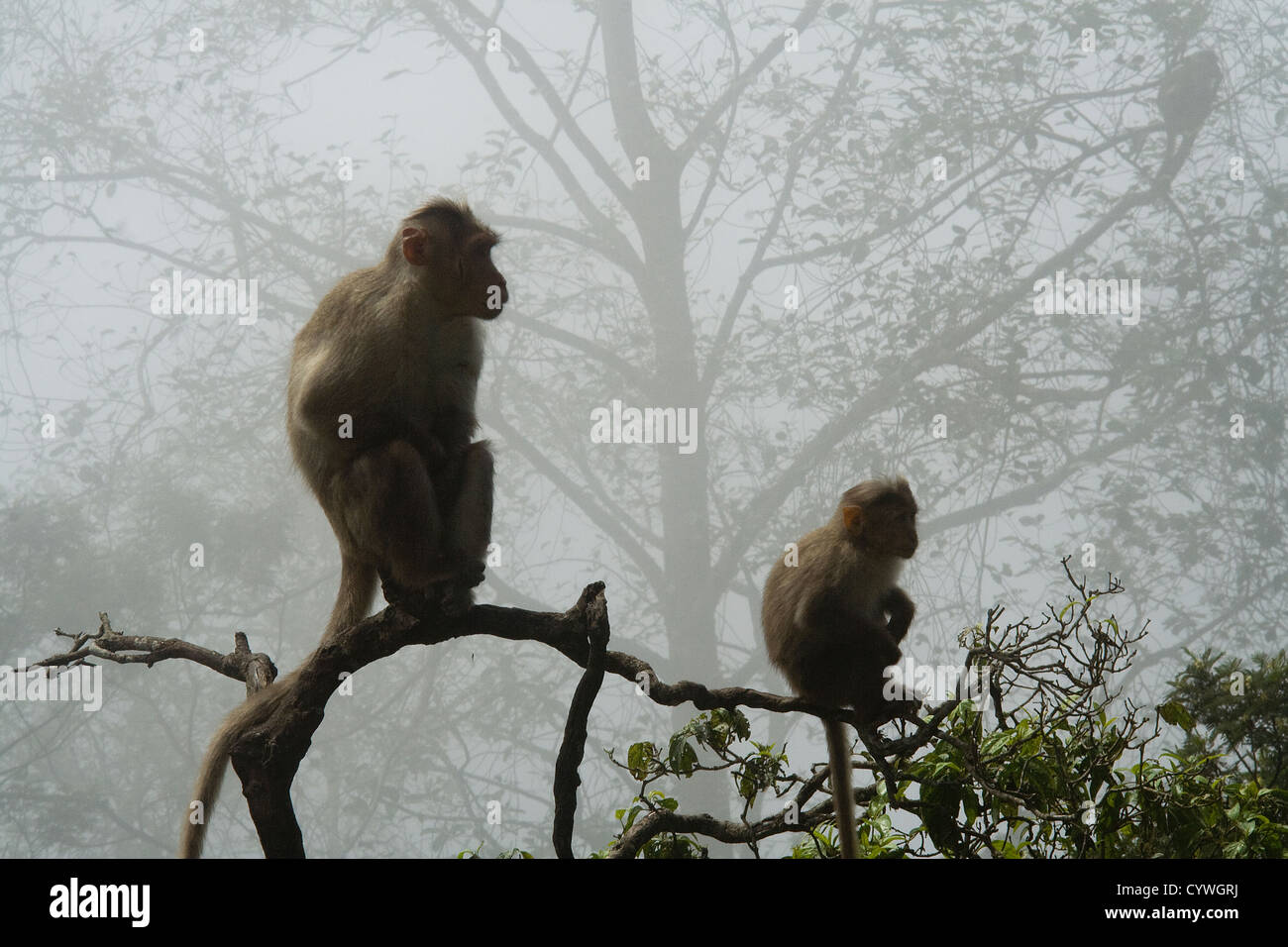 Two monkeys sitting on a tree twig at chilly, misty morning Stock Photo ...