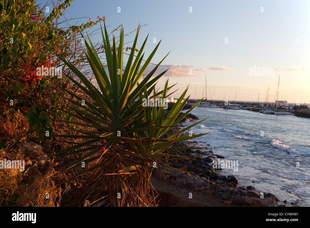 Sub tropical climate hi-res stock photography and images - Alamy
