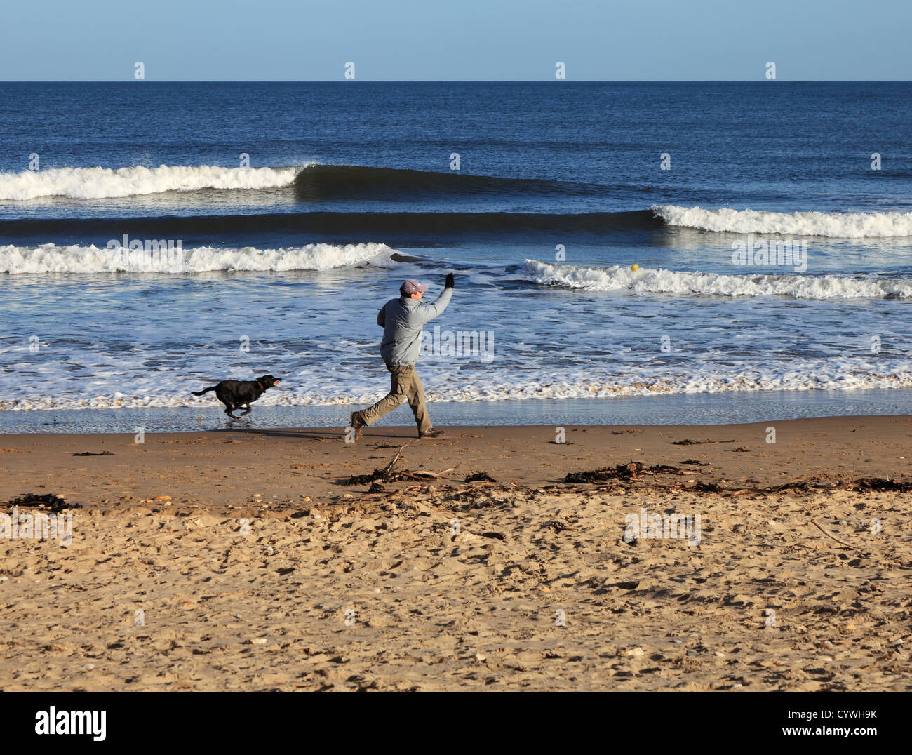 Man throws ball dog hi-res stock photography and images - Alamy