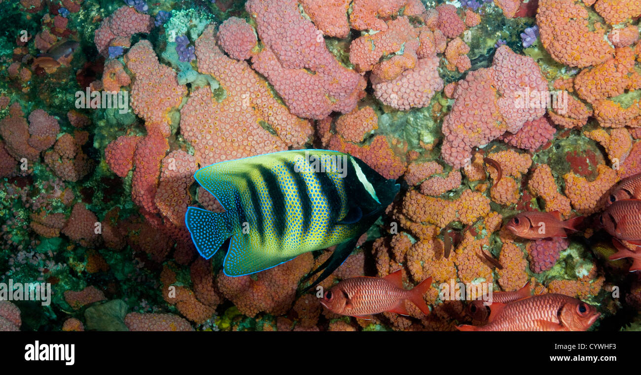 Animal six hi-res stock photography and images - Alamy