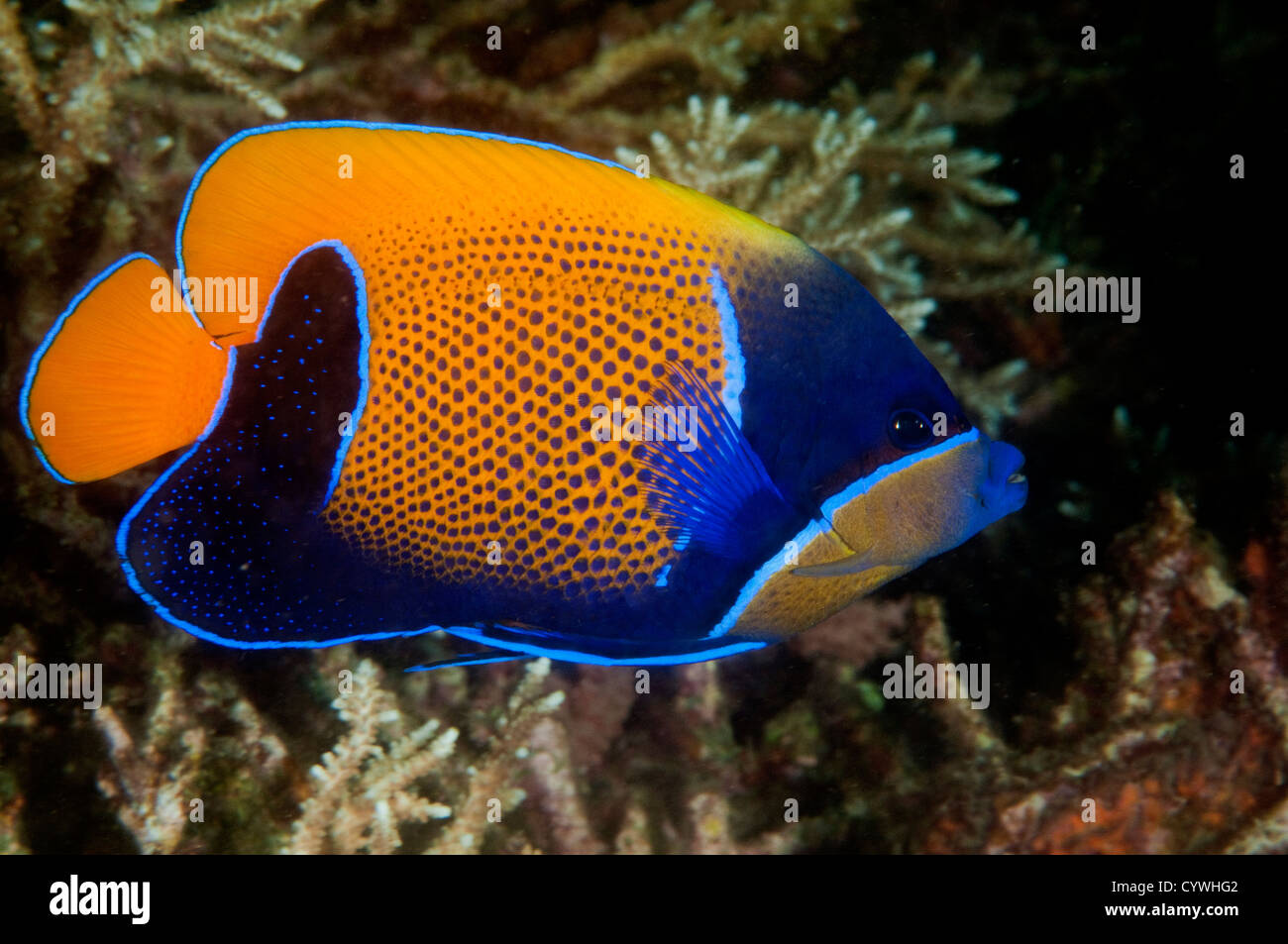 Blue girdled angelfish, Pomacanthus navarchus, Komodo Indonesia Stock ...