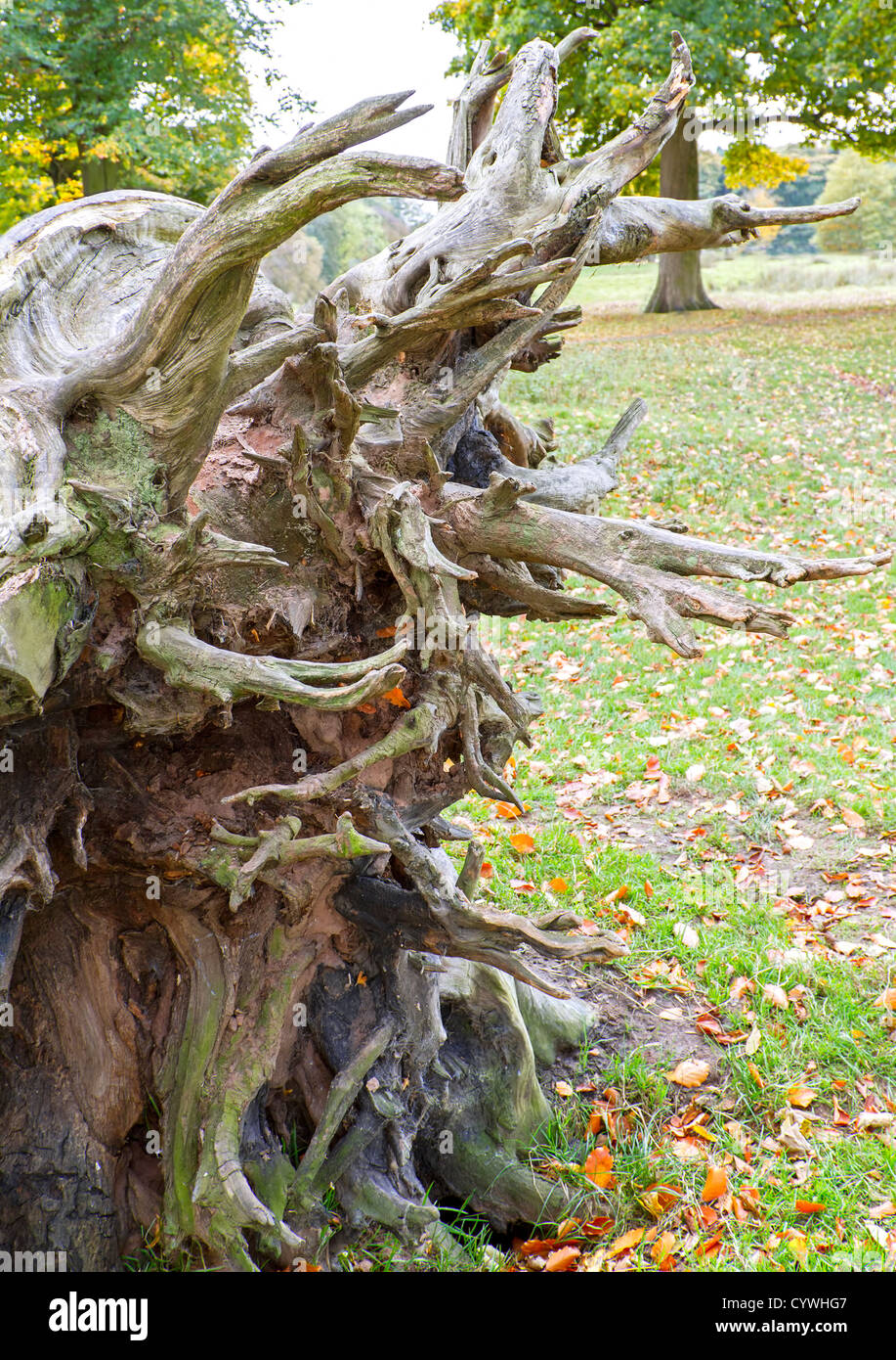 Old fallen tree showing broken roots Stock Photo - Alamy