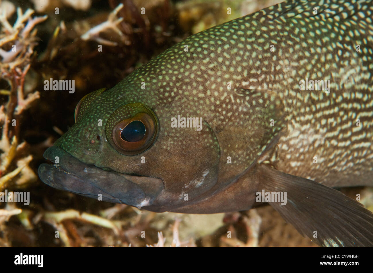 Whitestreaked grouper, Ephinephelus ongus, Komodo Indonesia Stock Photo ...