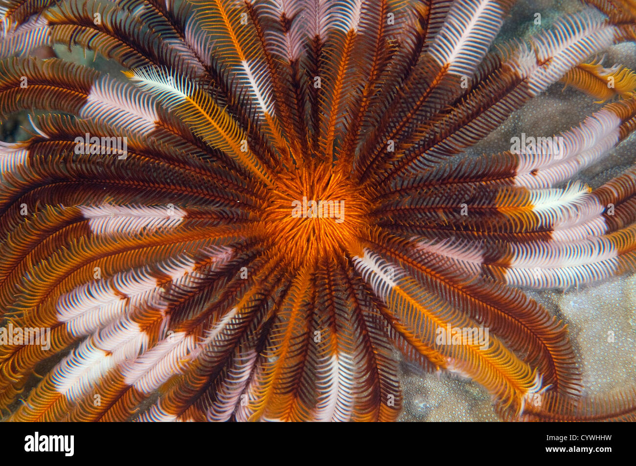 Underwater crinoid feather star hi-res stock photography and images - Alamy