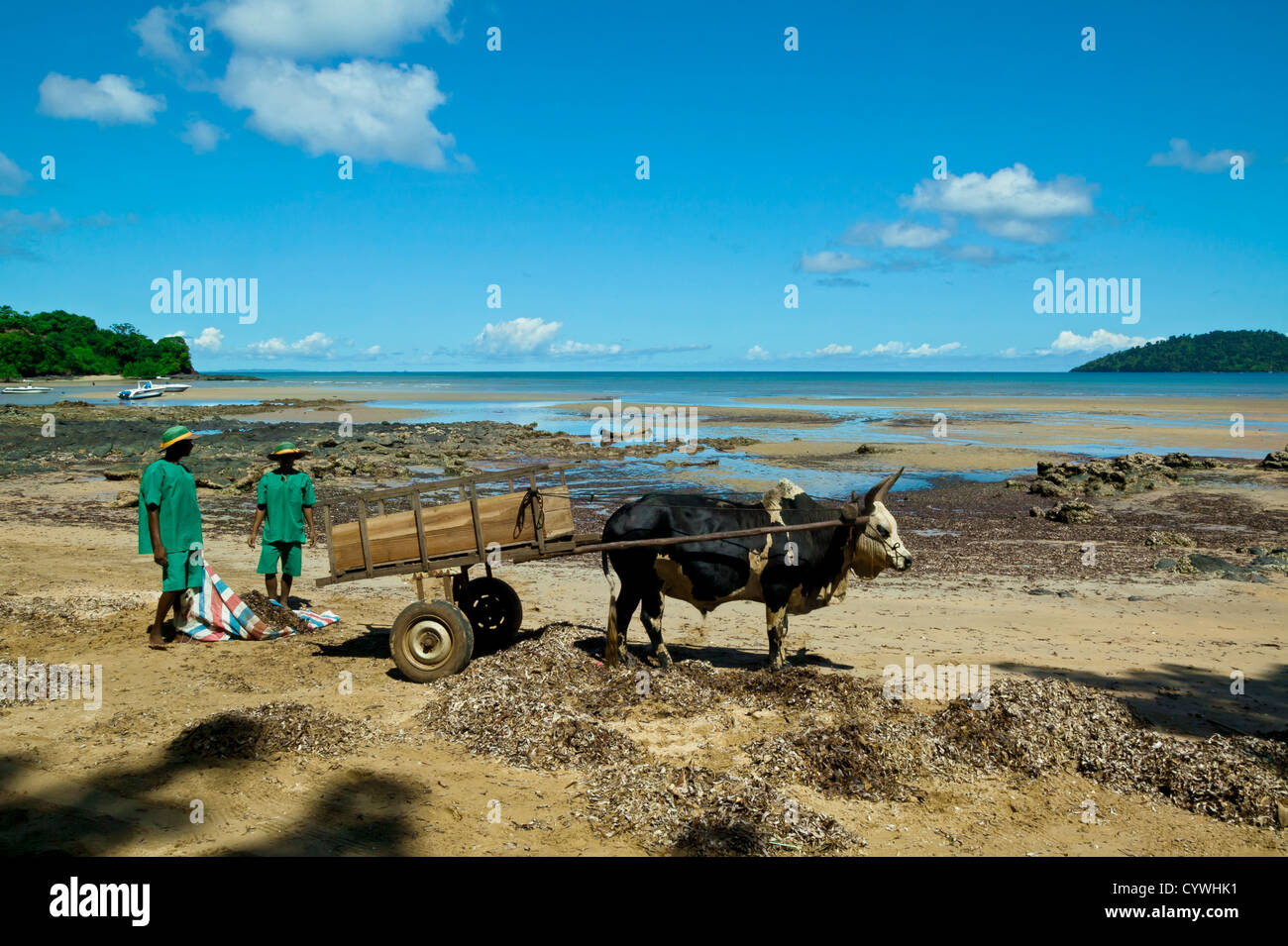 People Collecting Algae, Nosy Be Island, Madagascar Stock Photo - Alamy