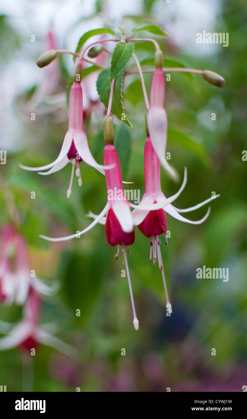 Fuschia hi-res stock photography and images - Alamy