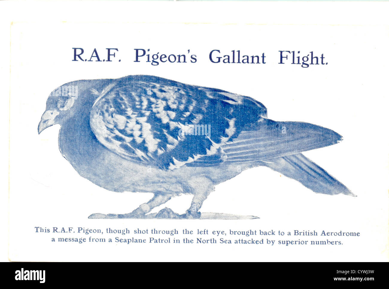 Pigeon message hi-res stock photography and images - Alamy