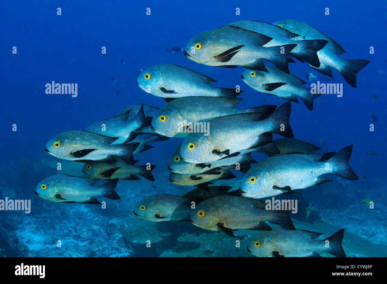 School of midnight snapper, Macolor macularis, Komodo Indonesia Stock ...