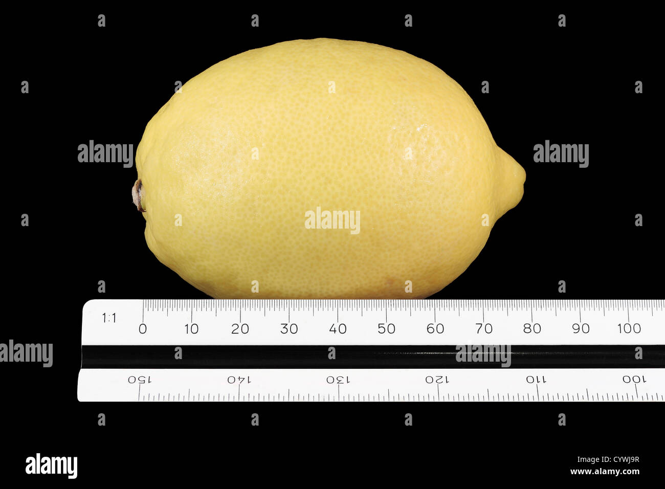 Measuring a Lemon with a Ruler isolated on black background Stock Photo ...