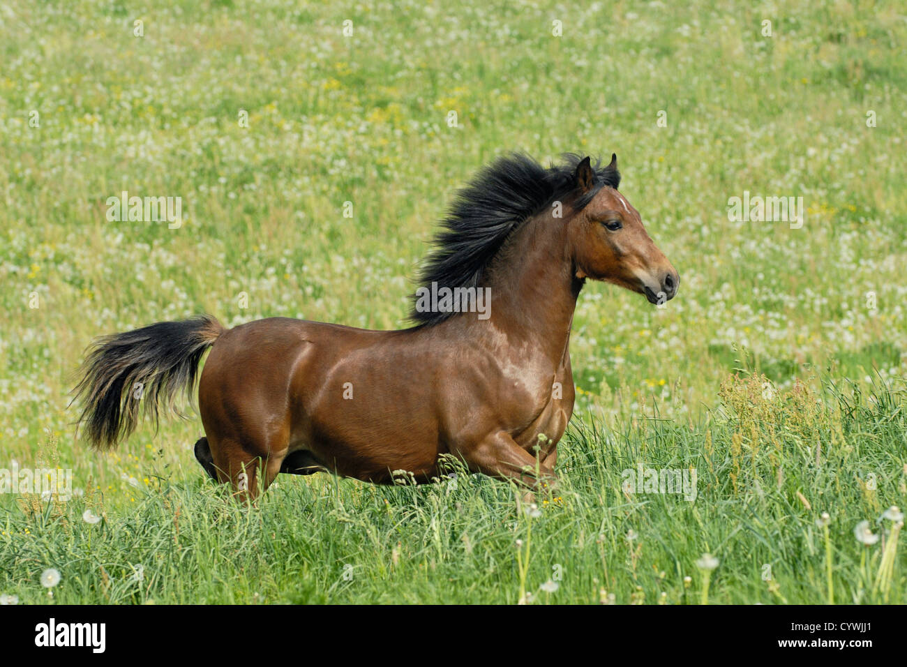 Yearling stallion hi-res stock photography and images - Alamy