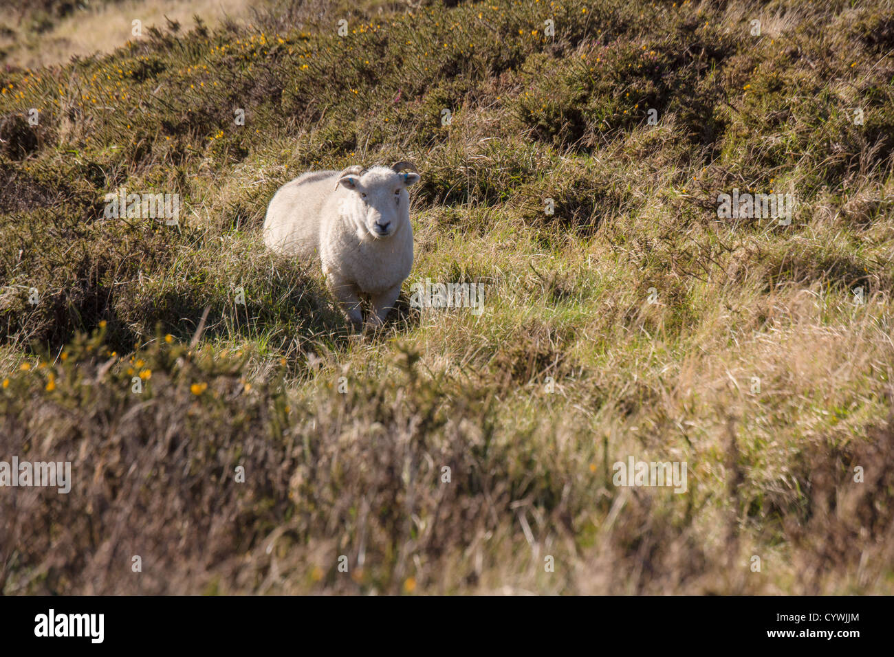 Free range sheep hi-res stock photography and images - Alamy