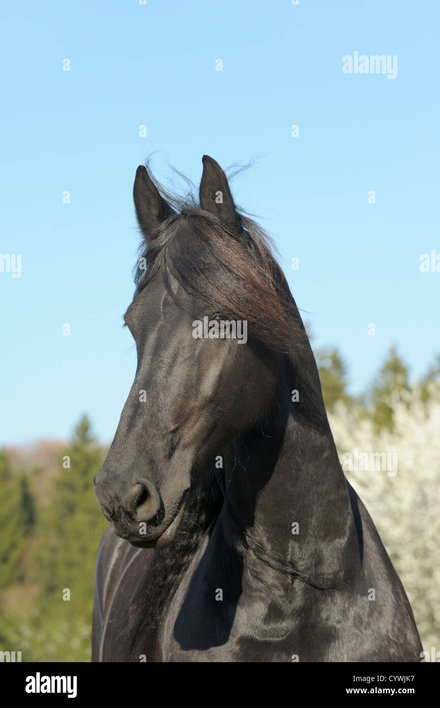 Friesian horse head hi-res stock photography and images - Alamy