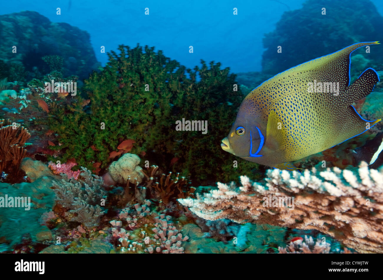 Semicircle angelfish, Pomacanthus semicirculatus, Komodo Indonesia ...