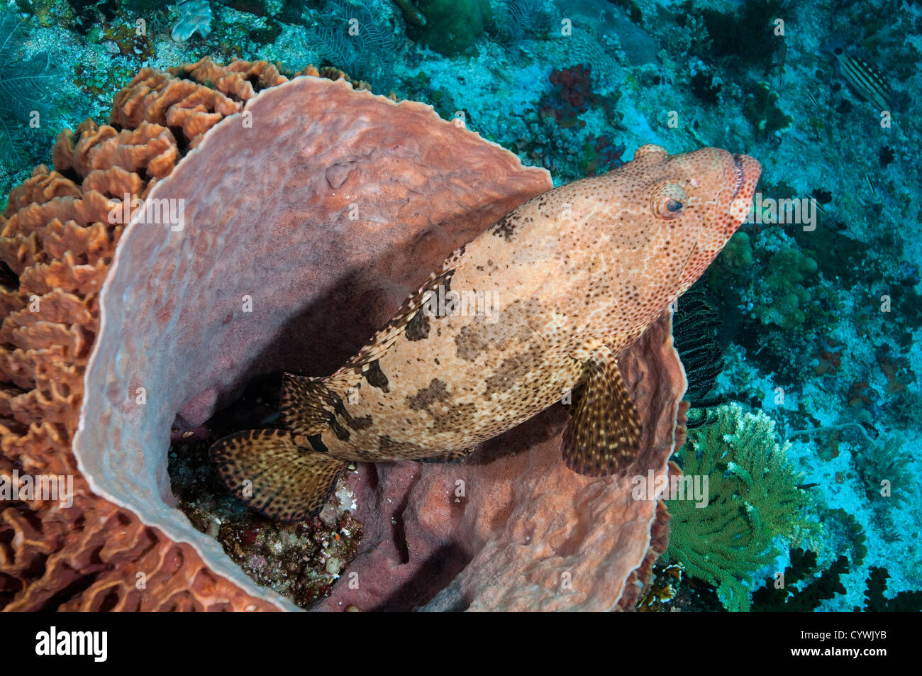 Brown marbled grouper, Epinephelus fuscoguttatus, Komodo Indonesia ...