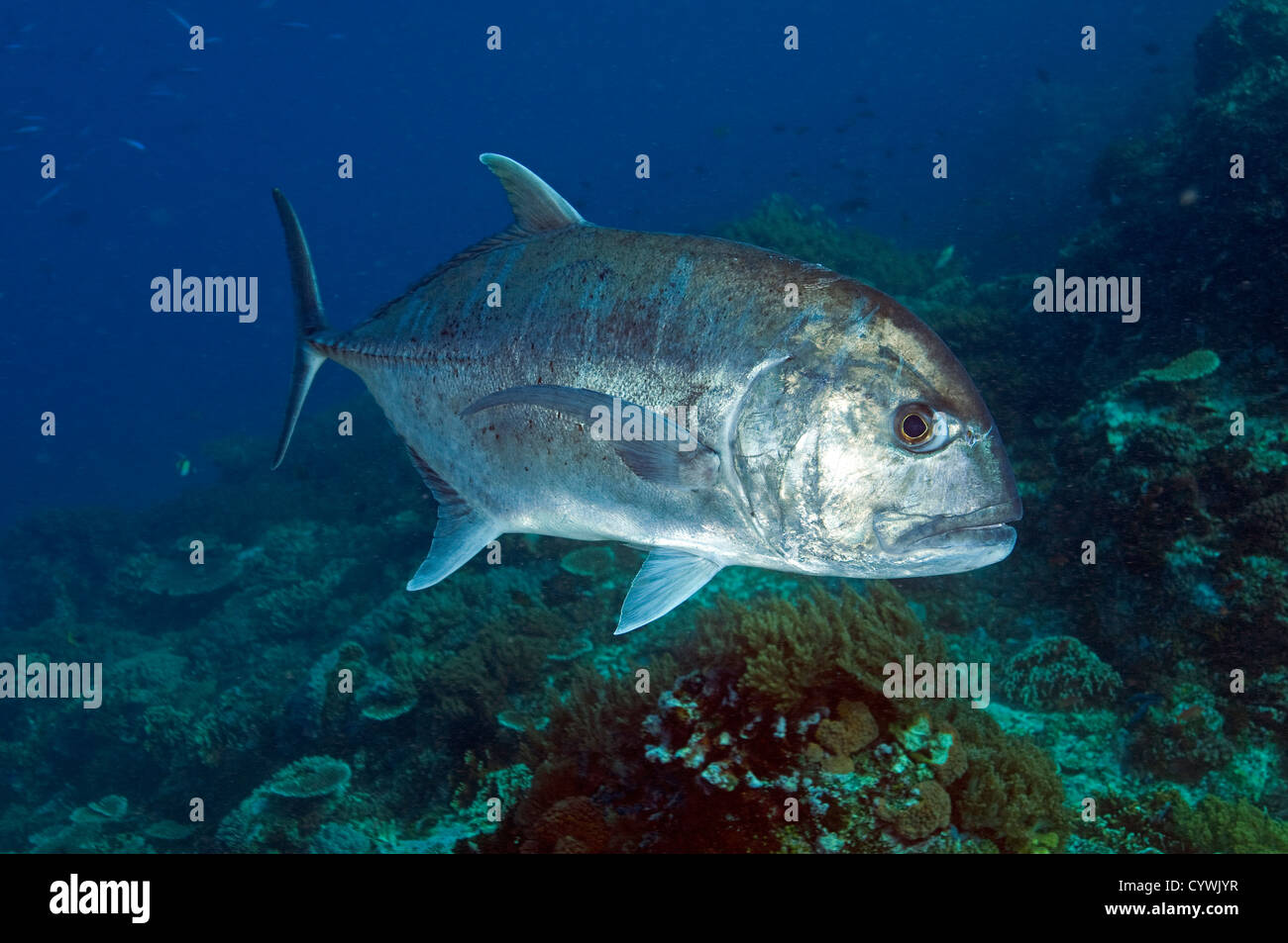Giant trevally, Caranx ignobilis, Komodo Indonesia Stock Photo - Alamy Giant trevally, Caranx ignobilis, Komodo Indonesia Stock Photo - Alamy