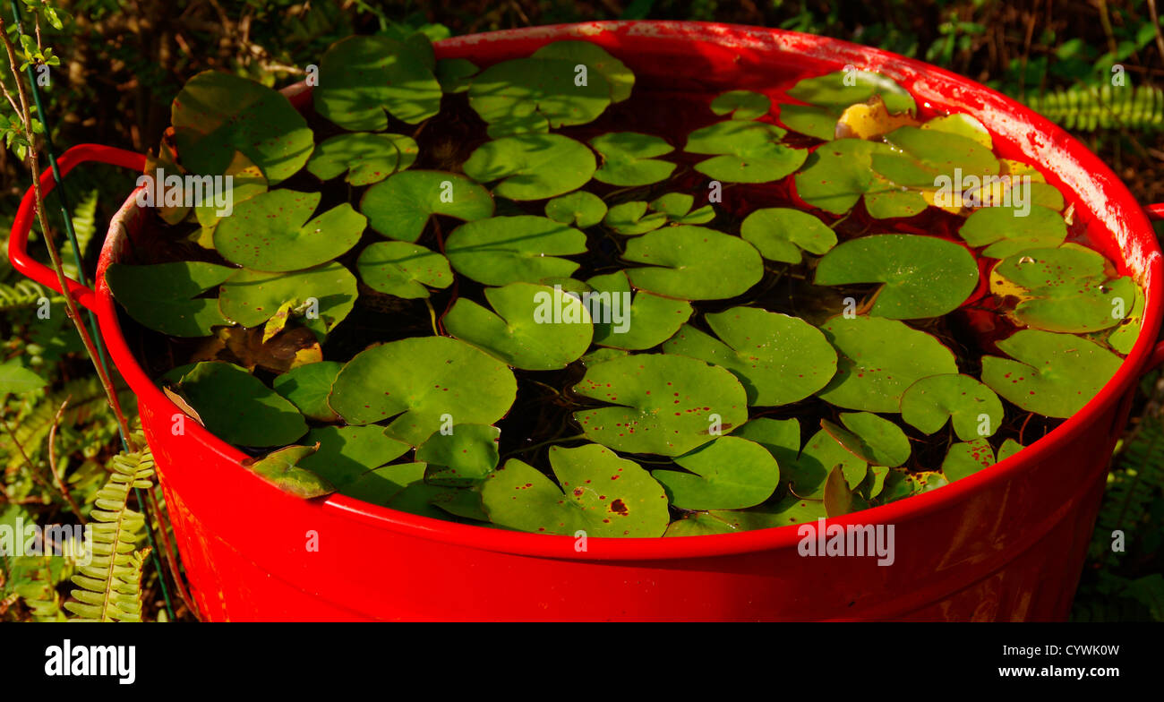 Red bucket hi-res stock photography and images - Alamy