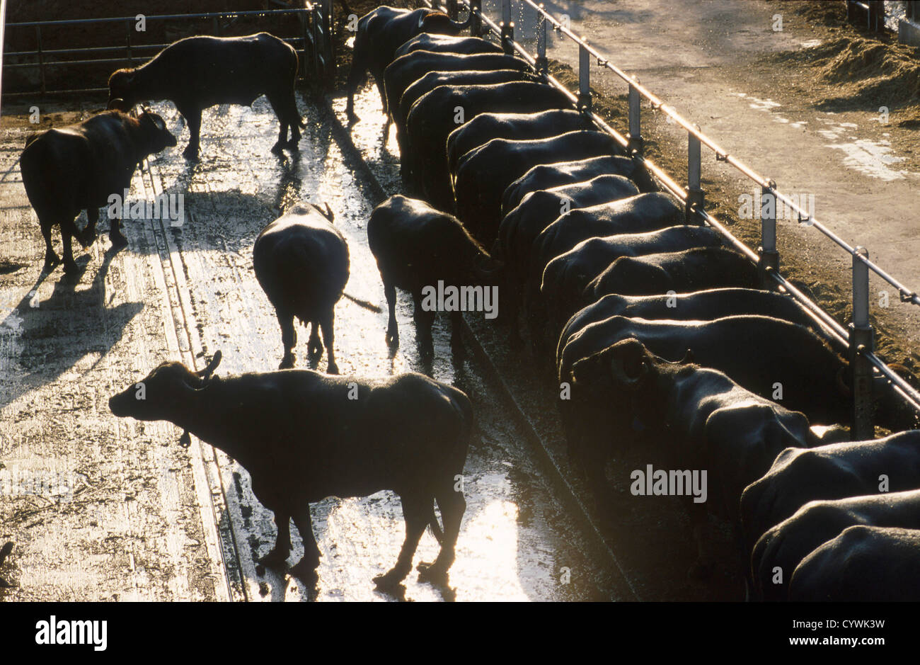 ITALY Campania Paestum, Tenuta Vannulo a organic water buffalo farm ...