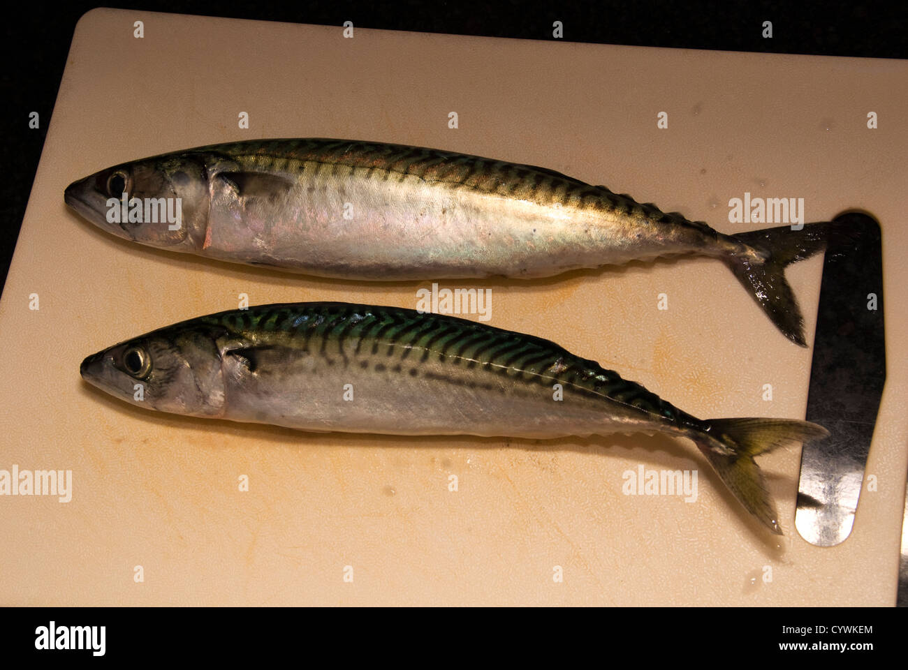 Mackerel Fish Stock Photos & Mackerel Fish Stock Images - Alamy