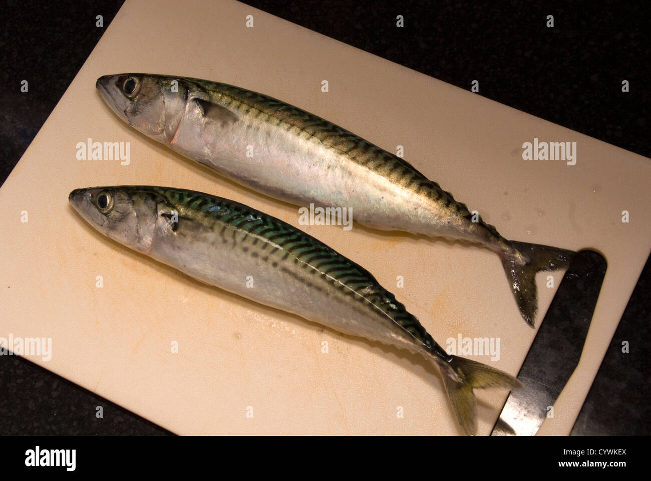 Mackerel fish hi-res stock photography and images - Alamy