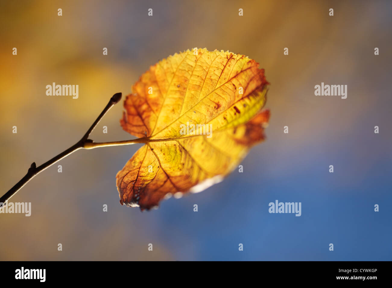 Single tree leaf hi-res stock photography and images - Alamy