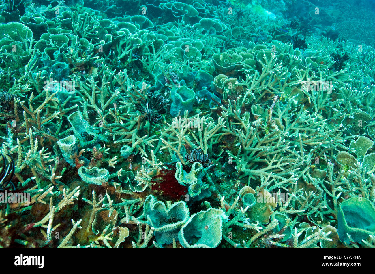 Reef scenic with Acropora nobilis and Echinopora pacificus, hardcorals ...