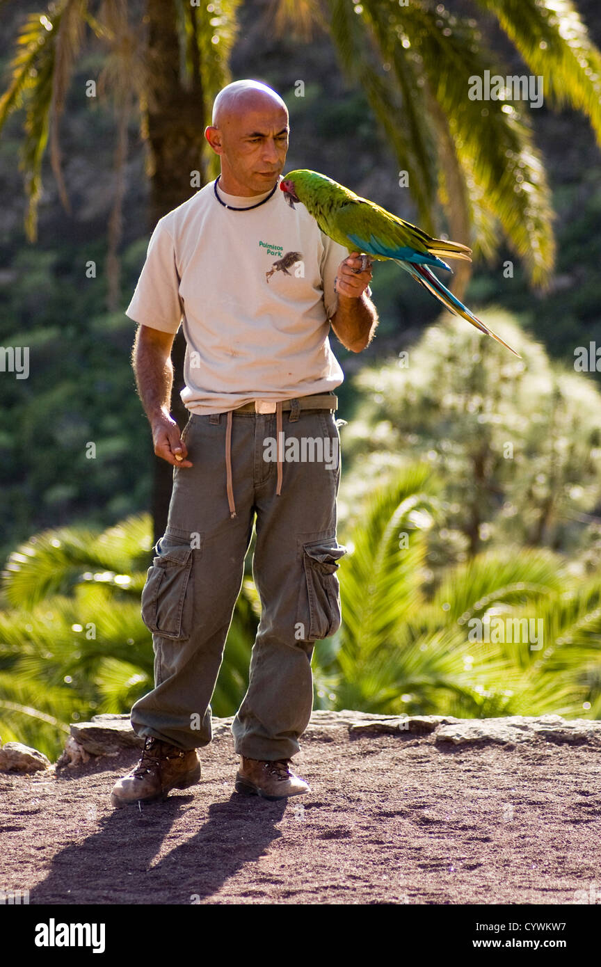 The bald parrot hi-res stock photography and images - Alamy
