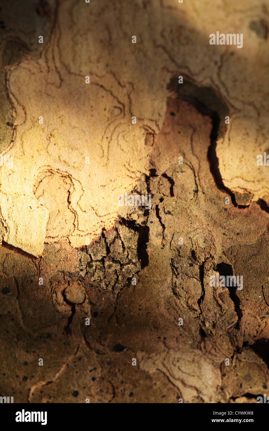 Close up detail of bark from a tree Stock Photo - Alamy
