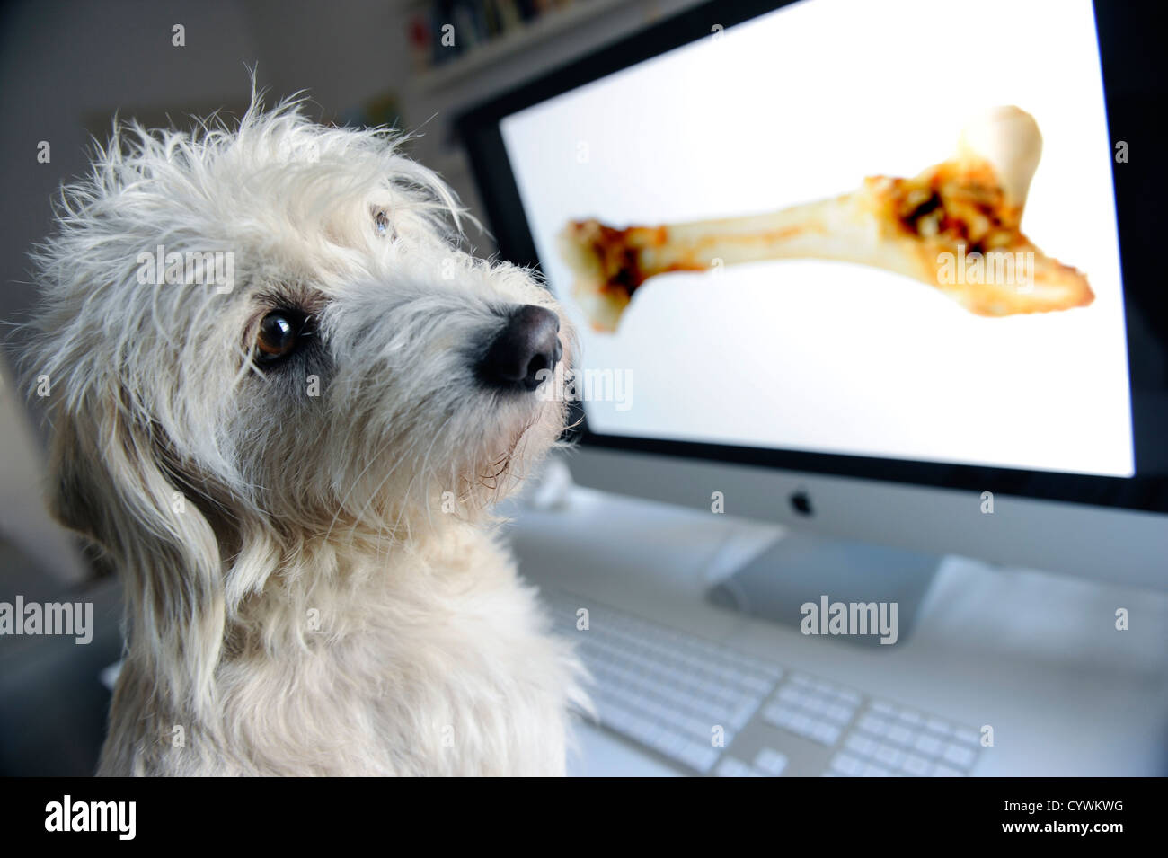Terrier dog watching a bone on a computer screen Stock Photo - Alamy