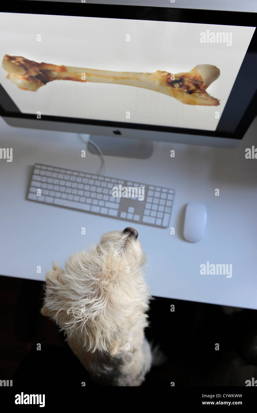 Terrier dog watching a bone on a computer screen Stock Photo - Alamy
