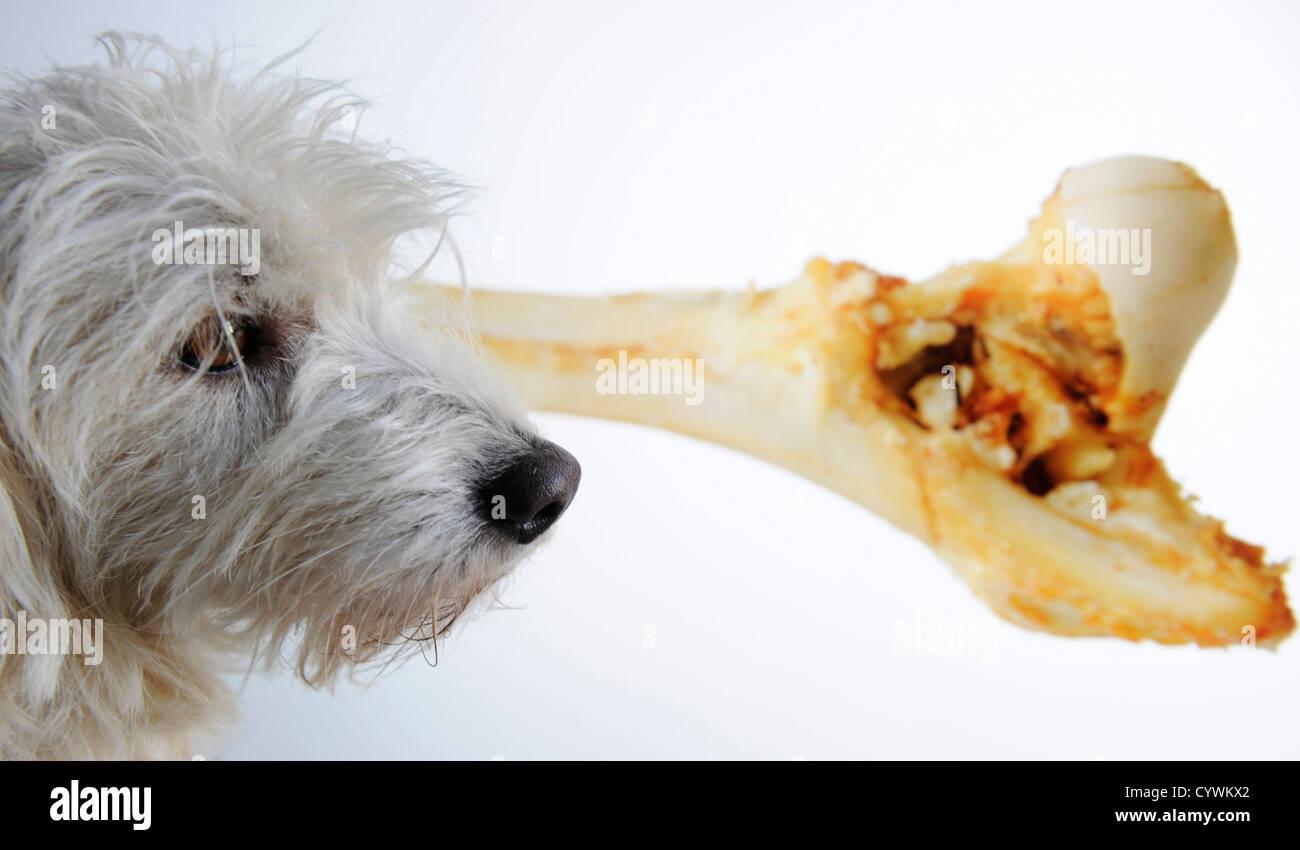 Terrier dog watching a bone on a computer screen Stock Photo - Alamy