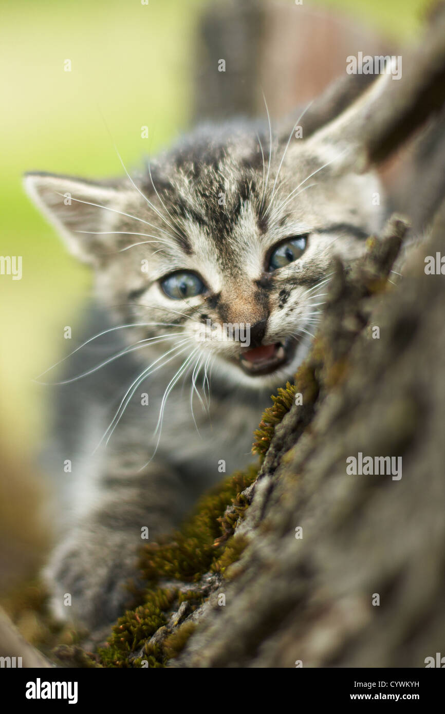 Angry little cat on the tree Stock Photo - Alamy