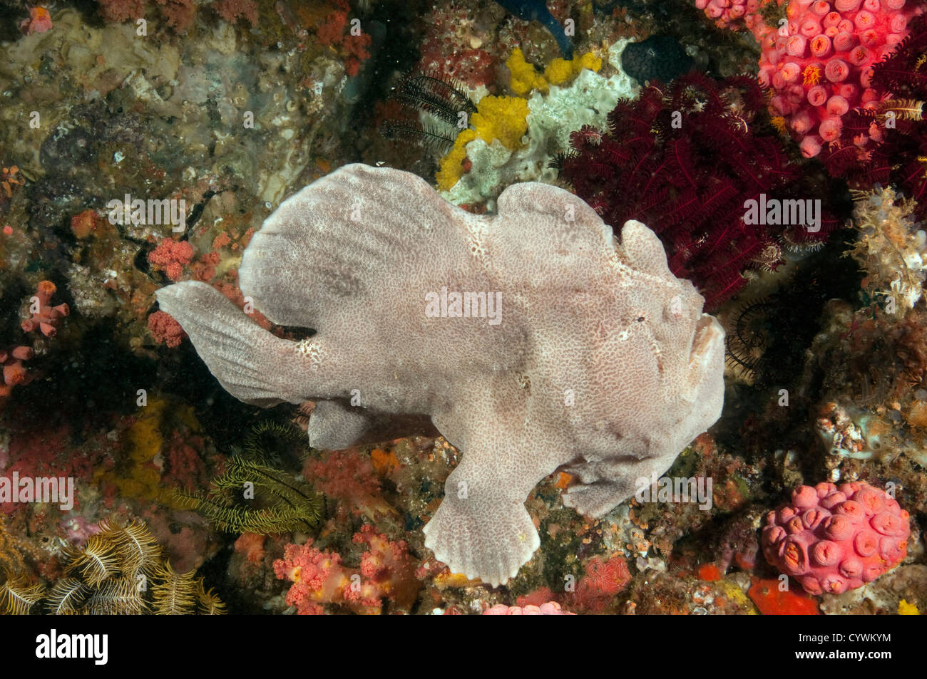 Antennarius commersoni tropical hi-res stock photography and images - Alamy