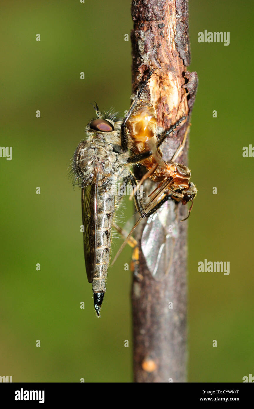 Tabanidae wings hi-res stock photography and images - Alamy