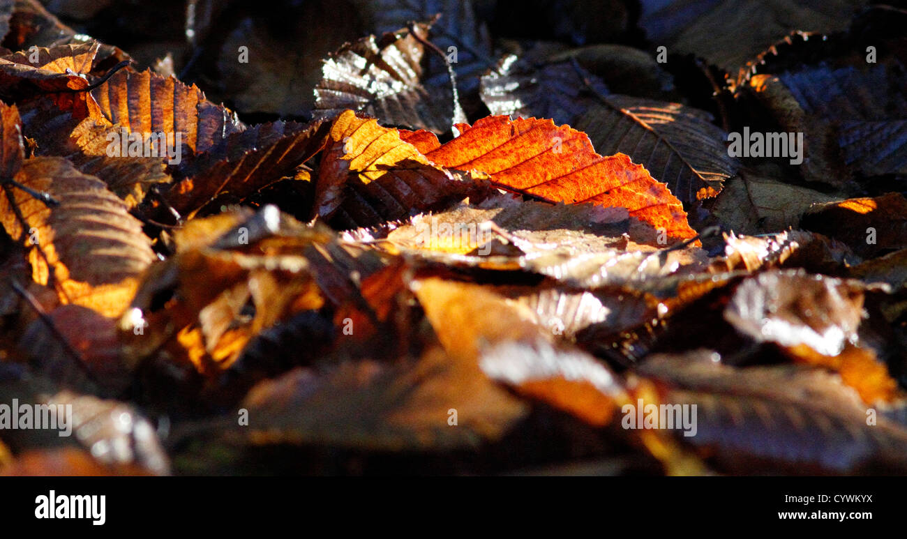 Fallen leaves in Autumn Stock Photo - Alamy