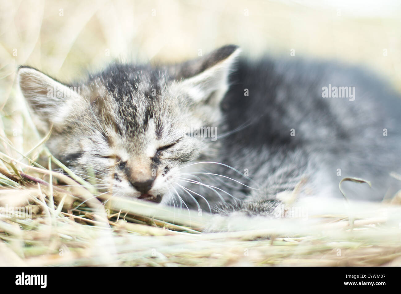 Sweet little cat sleeping Stock Photo - Alamy