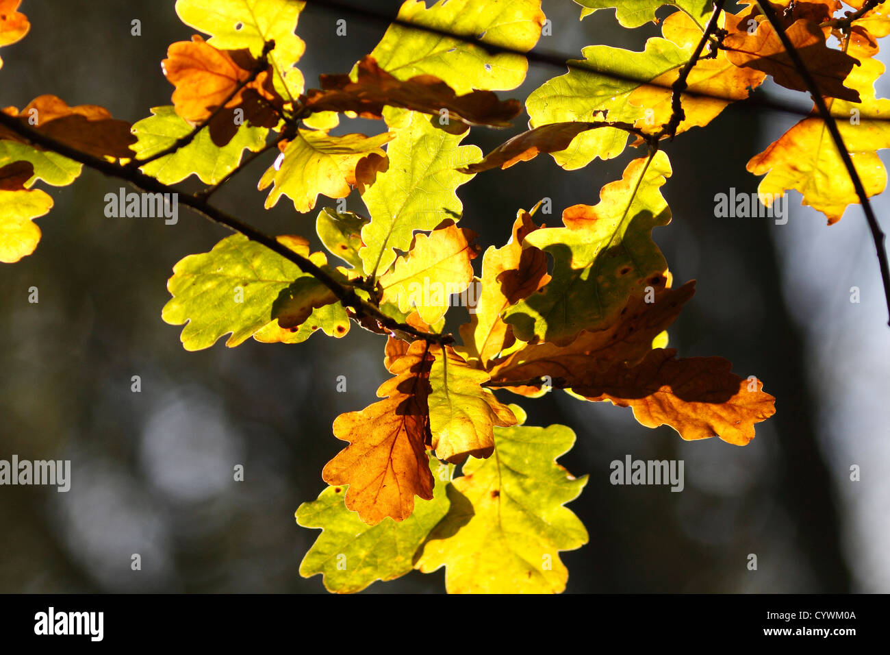 English oak leaves in hi-res stock photography and images - Alamy