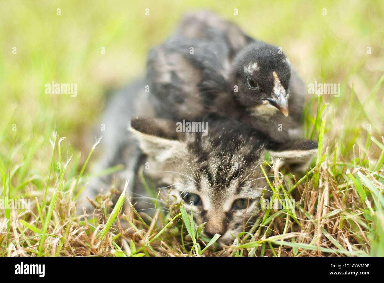 Two friends chick and kitty outdoors Stock Photo - Alamy