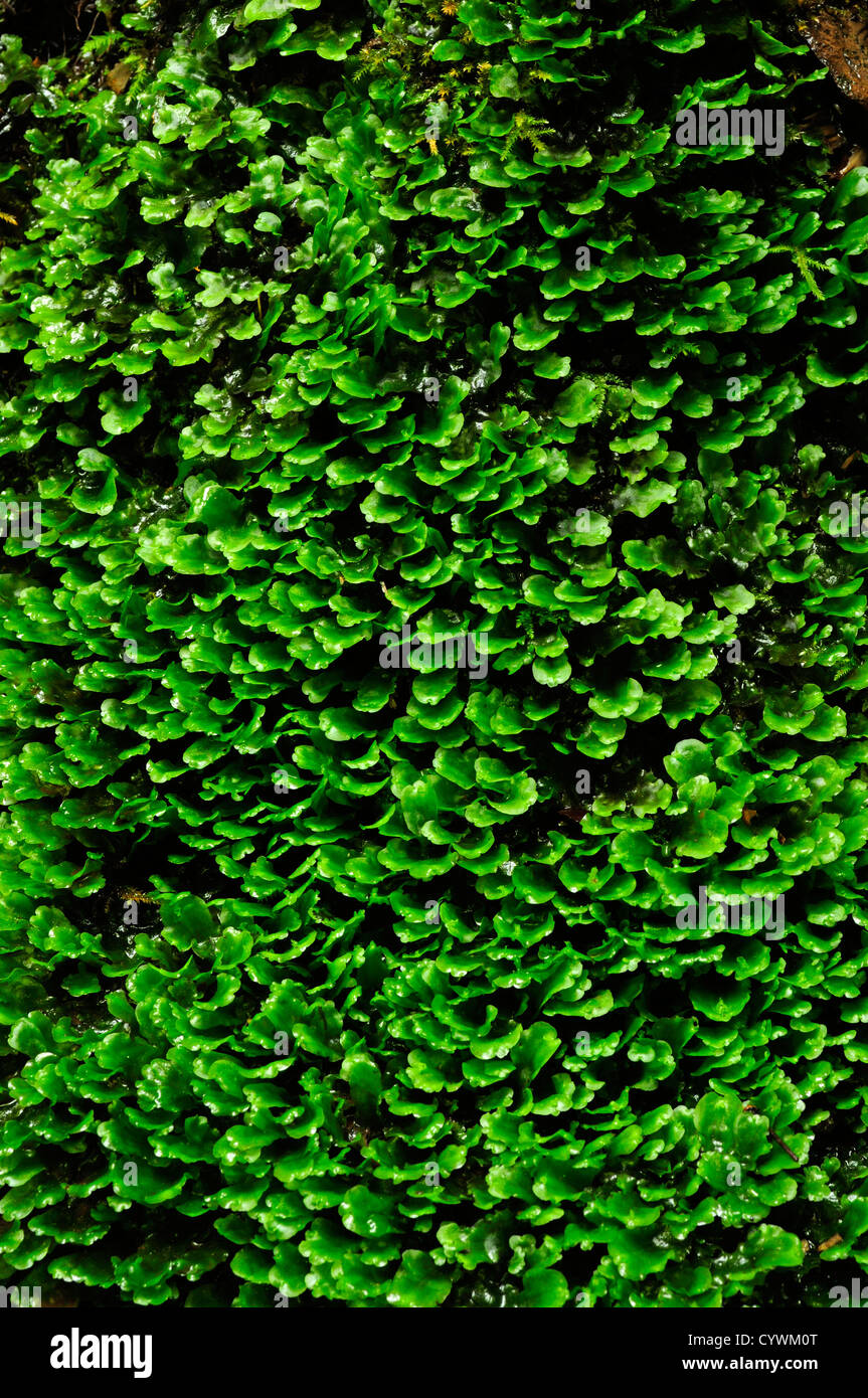 Liverwort High Resolution Stock Photography and Images - Alamy