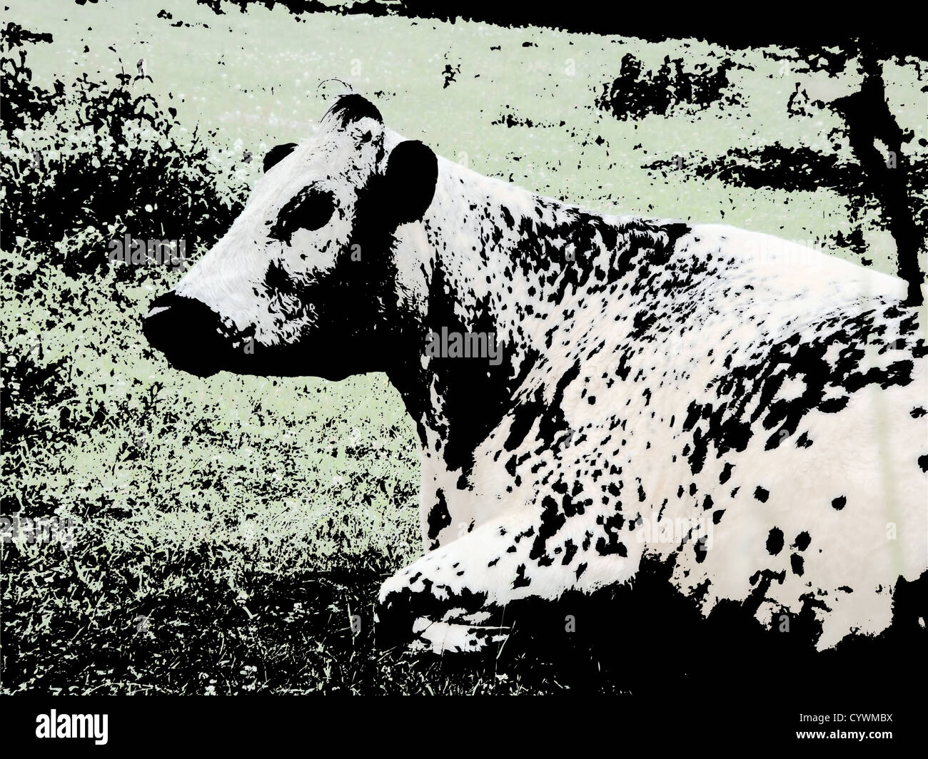 Graphic trace of dappled cow at farm Stock Photo - Alamy