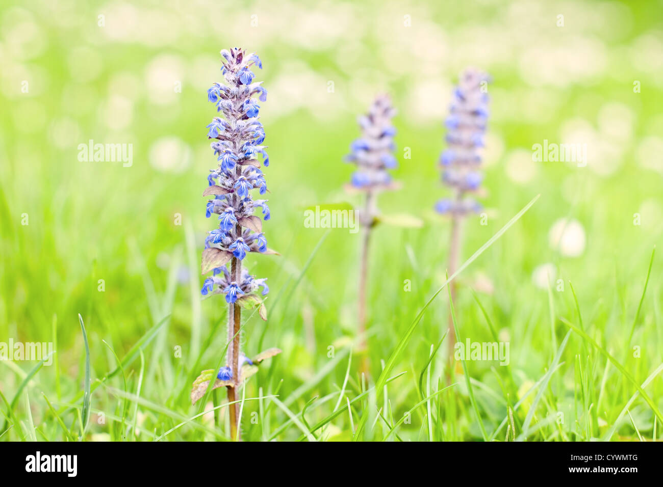 Spring flowers at beautiful day Stock Photo - Alamy