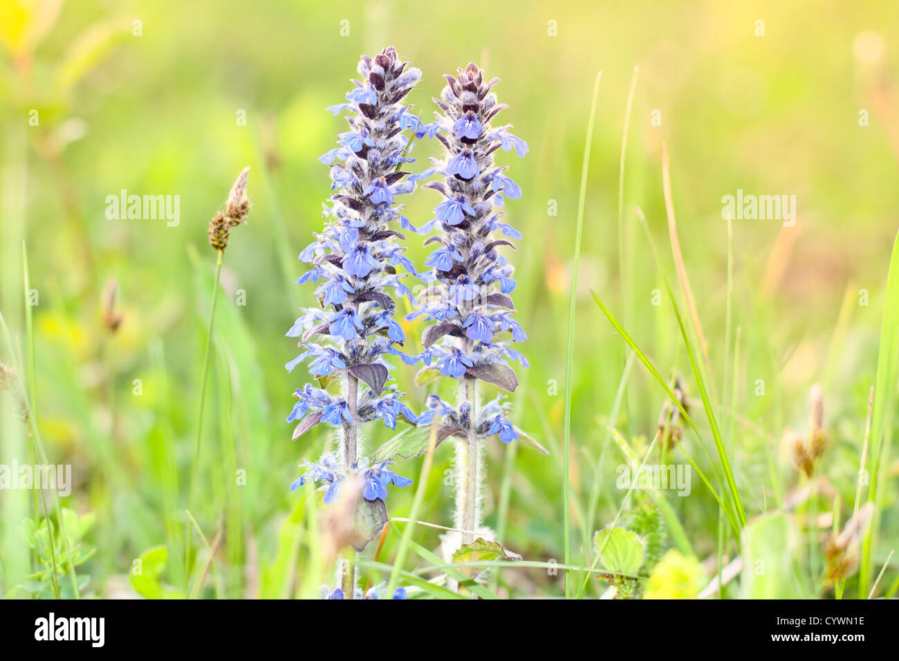 Beautiful scene with spring flower and sunlight in background Stock ...