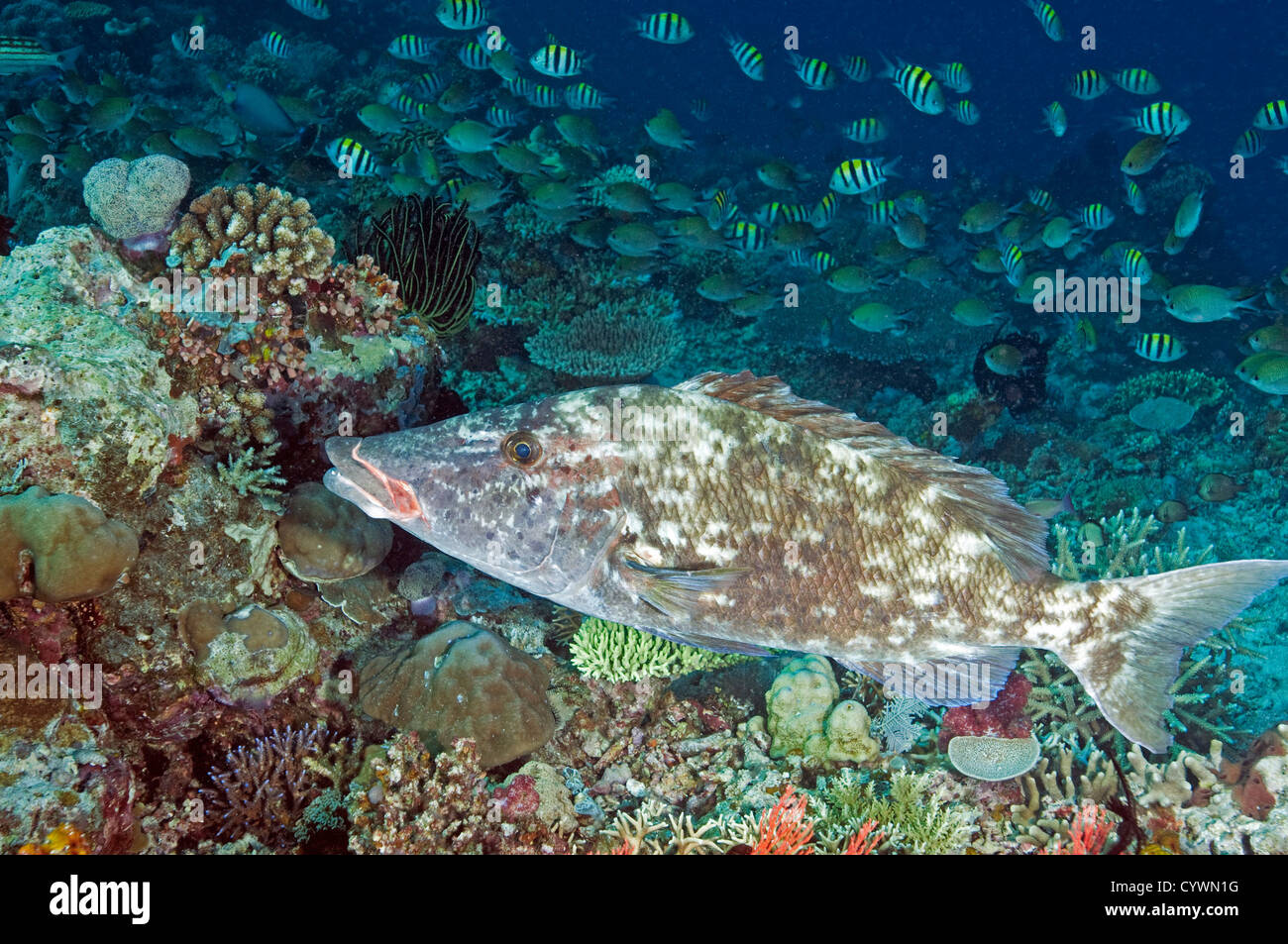 Longface emperor, Lethrinus olivaceus, Komodo Indonesia Stock Photo - Alamy
