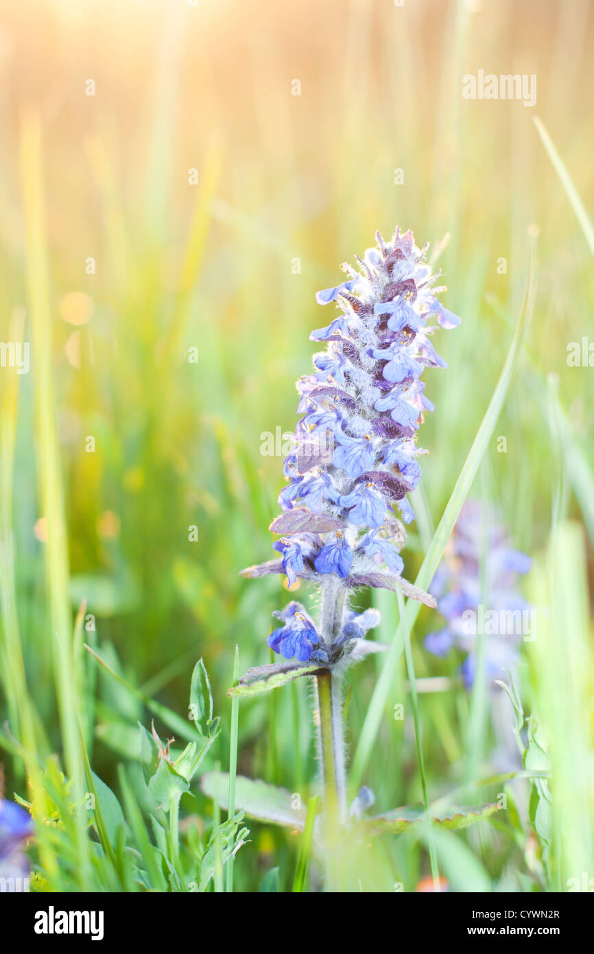 Spring flowers and sun light in background Stock Photo - Alamy