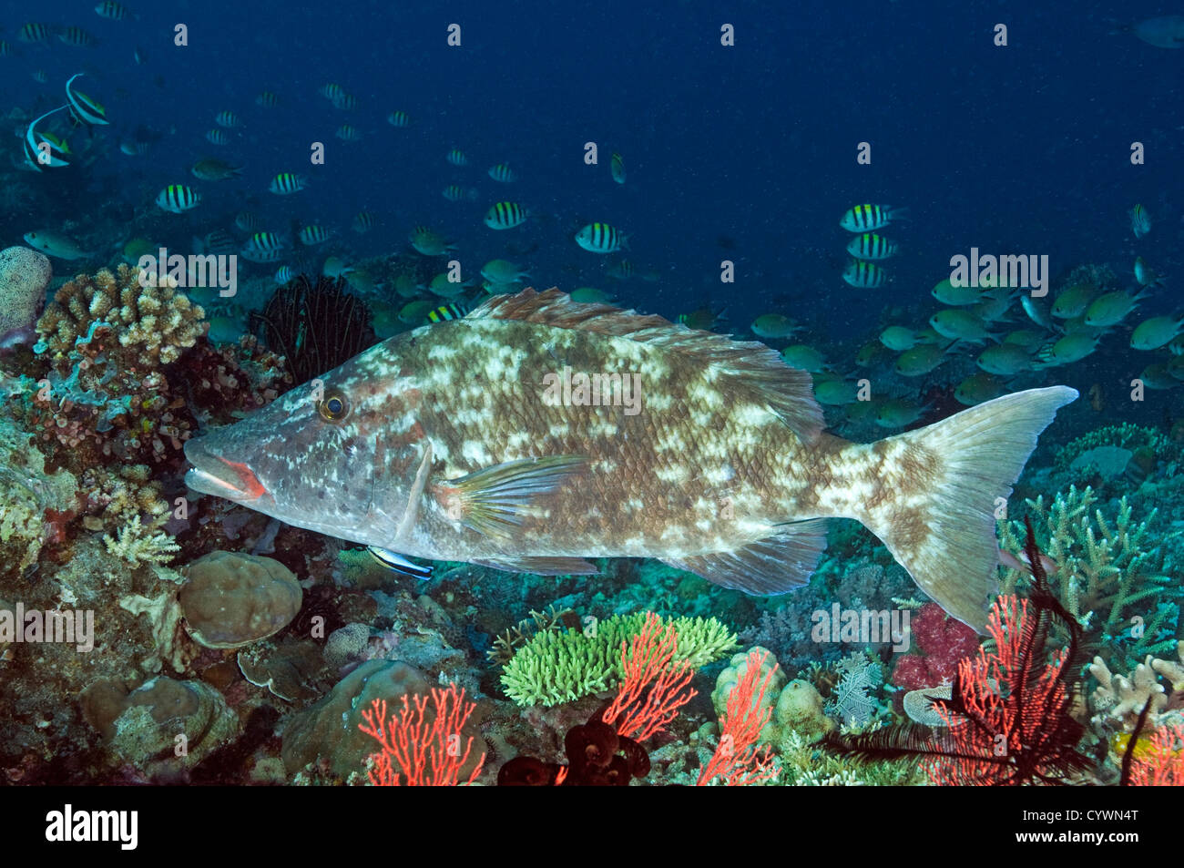 Longface emperor, Lethrinus olivaceus, Komodo Indonesia Stock Photo - Alamy
