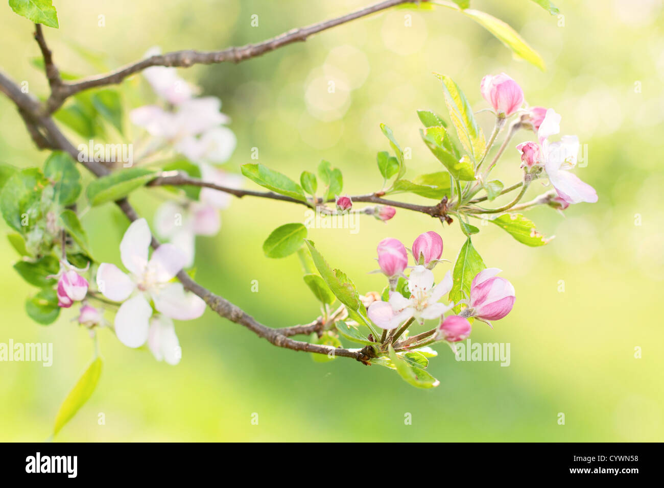 Flowers of spring Stock Photo - Alamy