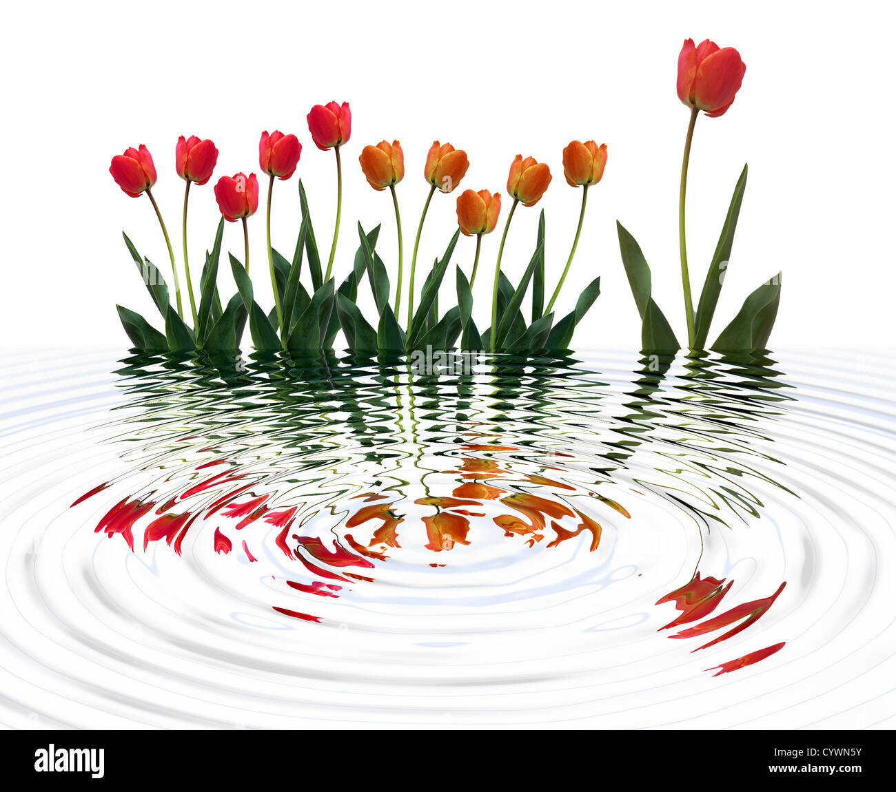 Flower tulip with water reflection Stock Photo - Alamy